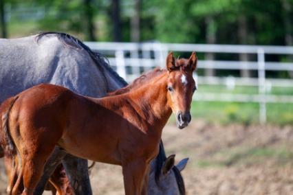 Unlocking equine excellence
